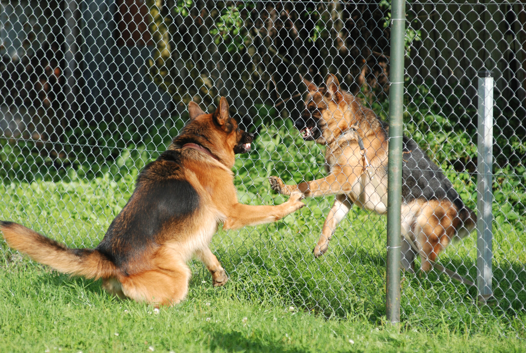 Dog Aggression Behavior Training – Dog Training Services