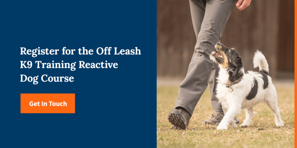 Calm Your Reactive Dog | Off Leash K9 Training Maryland