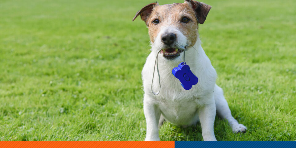 01-The-Many-Benefits-of-Clicker-Training | Off Leash K9 Training Maryland
