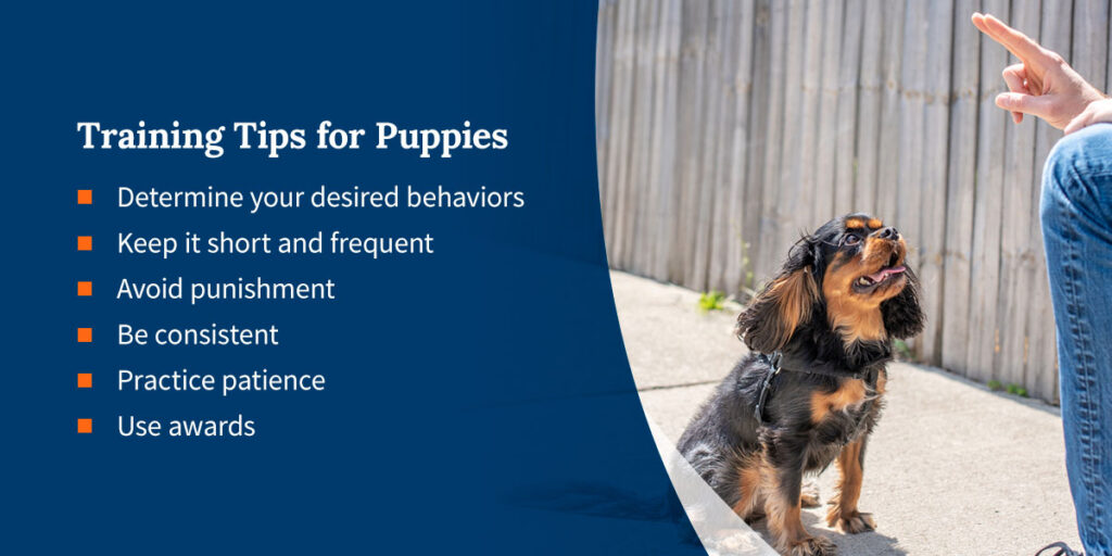 Puppy Training Timeline: When To Start Training Your Puppy