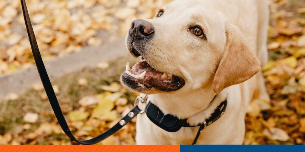 01-E-Collar-vs-Shock-Collar-Whats-the-Difference | Off Leash K9 ...