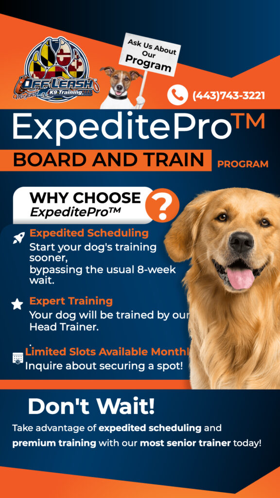 Pro Board & Train Program | Off Leash K9 Training Maryland